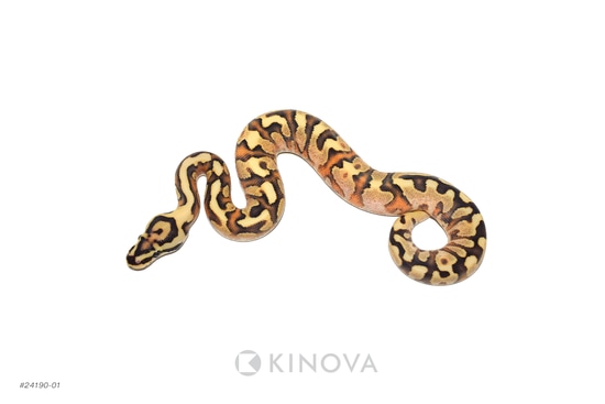 Fire YB Spotnose Peach Lace Het Clown Ball Python by KINOVA