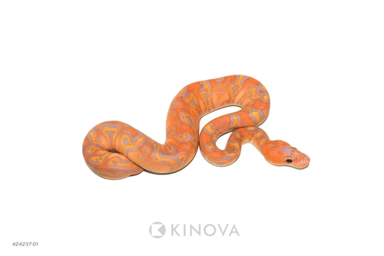 (Super Stranger) CG Clown Het Monsoon Ball Python by KINOVA
