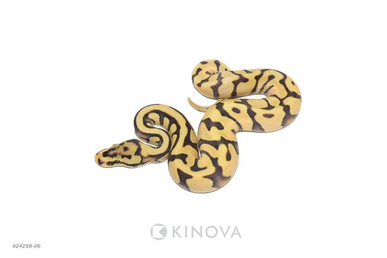 Enchi Fire Spotnose DG Triple Het Hypo Clown Pied Ball Python by KINOVA