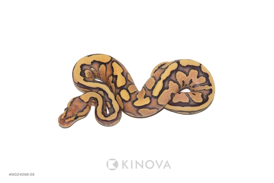 Fire Redstripe DG Het Hypo Ball Python by KINOVA