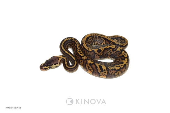Pastel Redstripe Confusion Pixel Ball Python by KINOVA