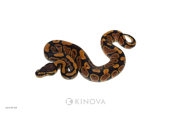 NR Mandarin Het Hypo Ball Python by KINOVA