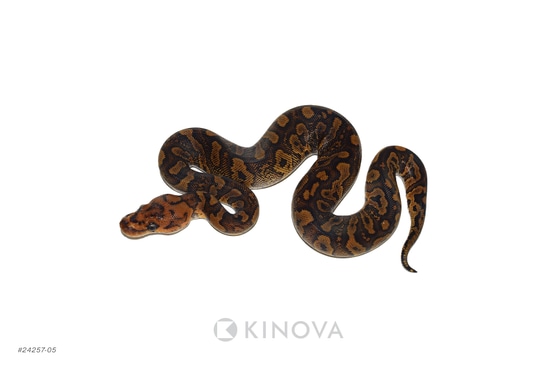 GHI Stranger Clown Het Monsoon Ball Python by KINOVA