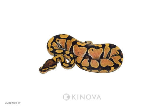 Enchi Desert Ghost Ball Python by KINOVA