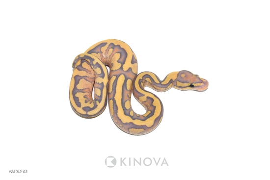 Fire YB Hypo DG Dbl Het G-Stripe Clown Ball Python by KINOVA