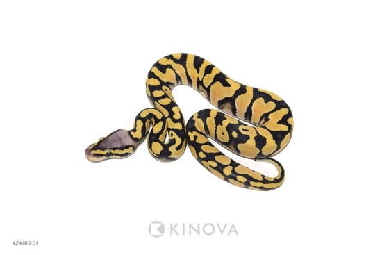 Pastel Desert Ghost Ball Python by KINOVA