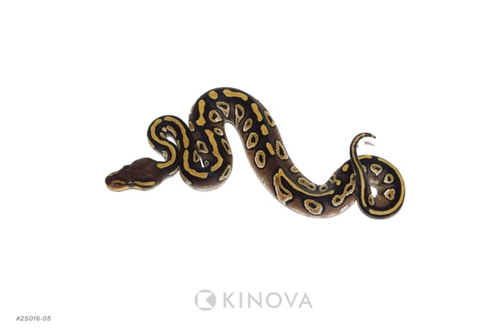 Mojave Triple Het DG Monsoon Clown Ball Python by KINOVA