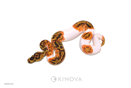 Enchi YB Clown Pied Ball Python by KINOVA