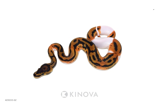 OD Leopard Pied Triple Het DG Cryptic Clown Ball Python by KINOVA