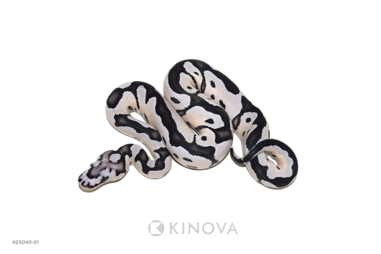 VPI Axanthic DG Clown Ball Python by KINOVA