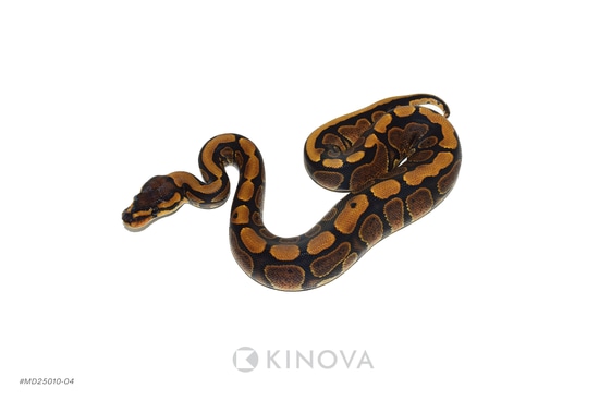 Redstripe NR Mandarin Het Hypo Ball Python by KINOVA
