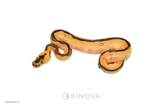 OD YB Enchi Baker Special Leopard Blackhead Clown Het Pied Ball Python ...