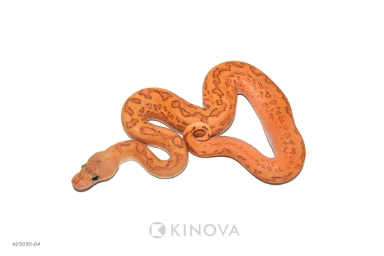 Fire Russo Pinstripe Pompeii Ball Python by KINOVA