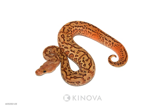 Pinstripe Pompeii Ball Python by KINOVA