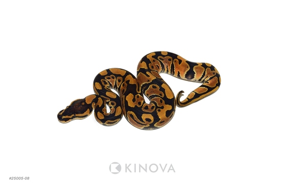 Jaguar Het Clown Ball Python by KINOVA