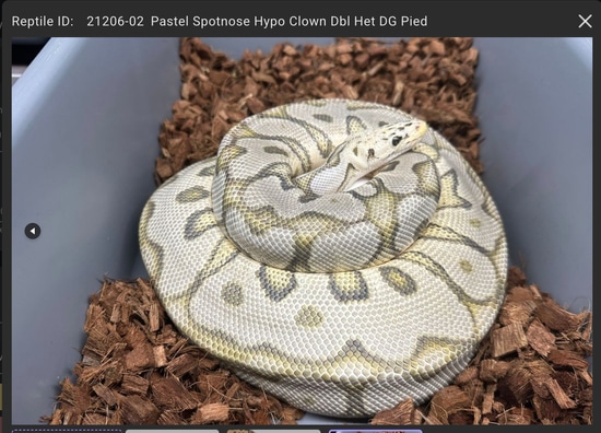 Pastel Spotnose Hypo Clown Dbl Het DG Pied Ball Python by KINOVA