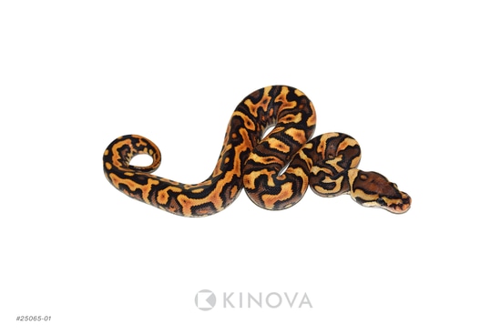 Black Pastel YB Hurricane Spotnose Jaguar Het Clown Ball Python by KINOVA