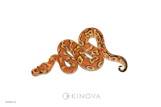 Enchi YB Cypress (Redstripe) Fire Lace Clown Ball Python by KINOVA