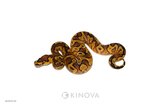 Enchi YB Hurricane Clown Ball Python by KINOVA