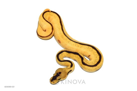 OD YB Enchi Batman Het DG Ball Python by KINOVA