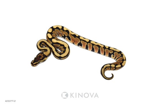 Spotnose Dbl Het DG Puzzle Ball Python by KINOVA