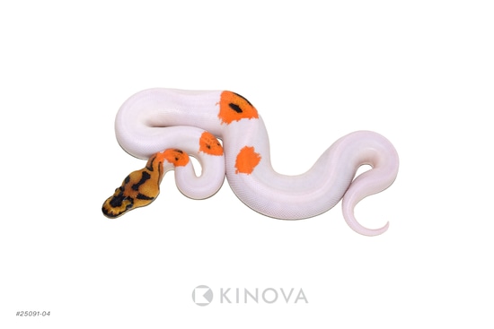 OD Clown Pied Ball Python by KINOVA