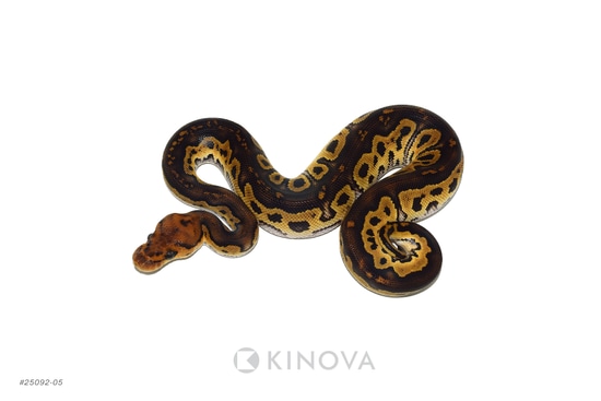 Blackhead Clown Het Lavender Ball Python by KINOVA