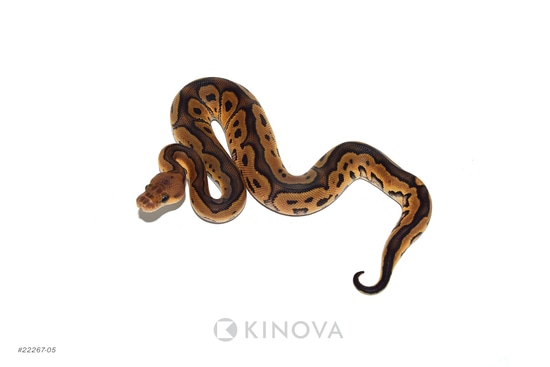 Black Pastel Redstripe Clown Triple Het VPI Axanthic DG G-Stripe Ball ...