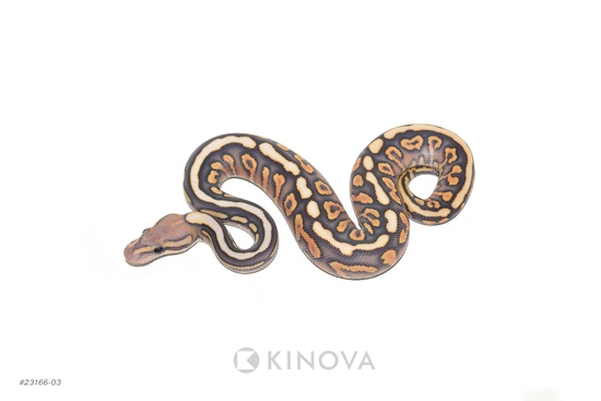 Black Pastel Redstripe YB Spotnose Hypo DG Dbl Het G-Stripe Clown Ball Python by KINOVA
