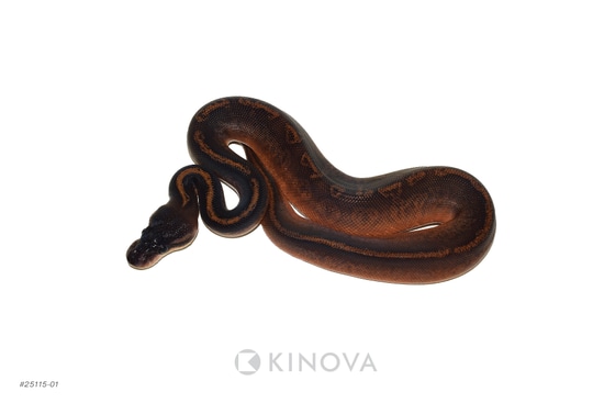 Black Pastel Gravel Sunset Het Clown Ball Python by KINOVA