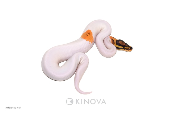 OD Freeway Pied Het Clown Ball Python by KINOVA