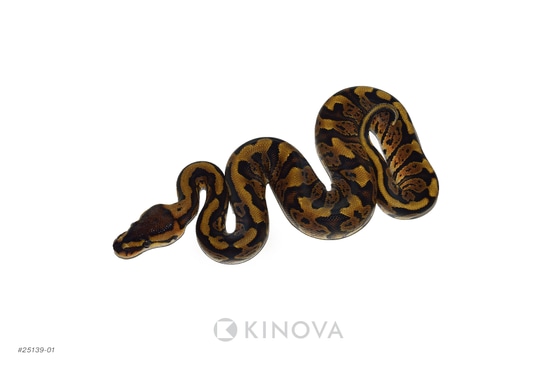 Redstripe Jaguar Pixel Het Clown Ball Python by KINOVA