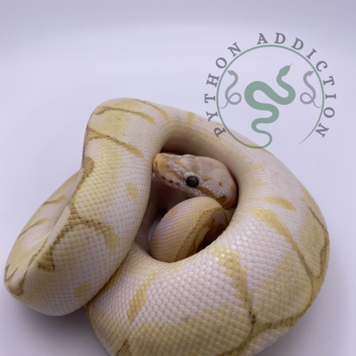 Python Addiction - MorphMarket