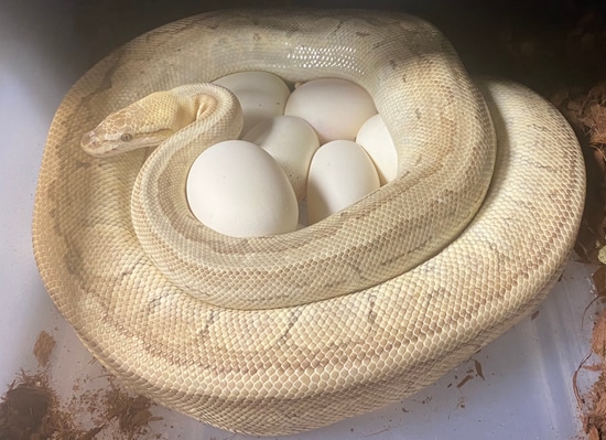 Isis Ball Python by Python Addiction