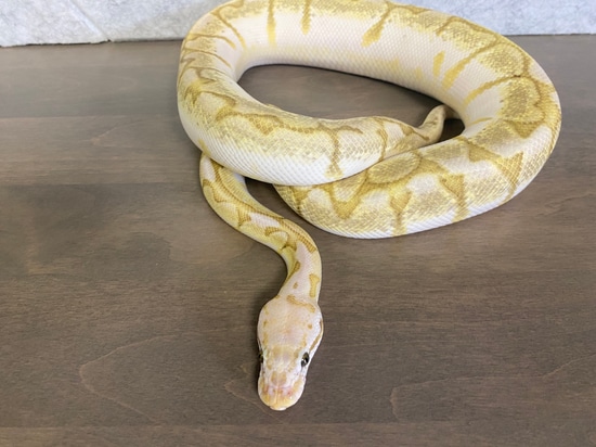 Bamboo, Spider, Pastel (Poss Super) Ball Python by Python Addiction