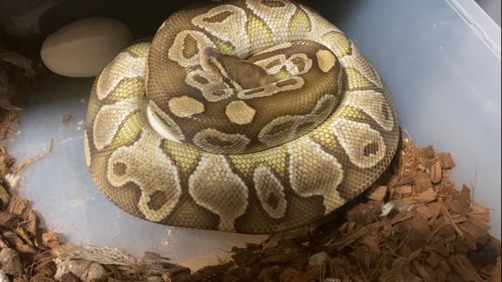 Luna Ball Python by Python Addiction