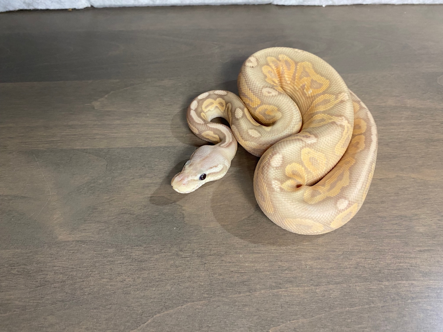 Cinnamon Banana Super Pastel Ball Python by Python Addiction - MorphMarket
