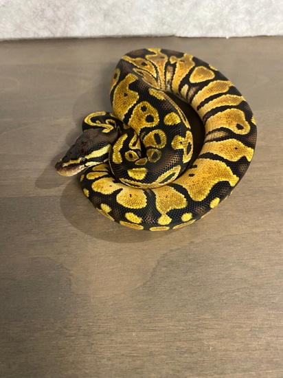 Pastel (Super Bright) Ball Python by Python Addiction