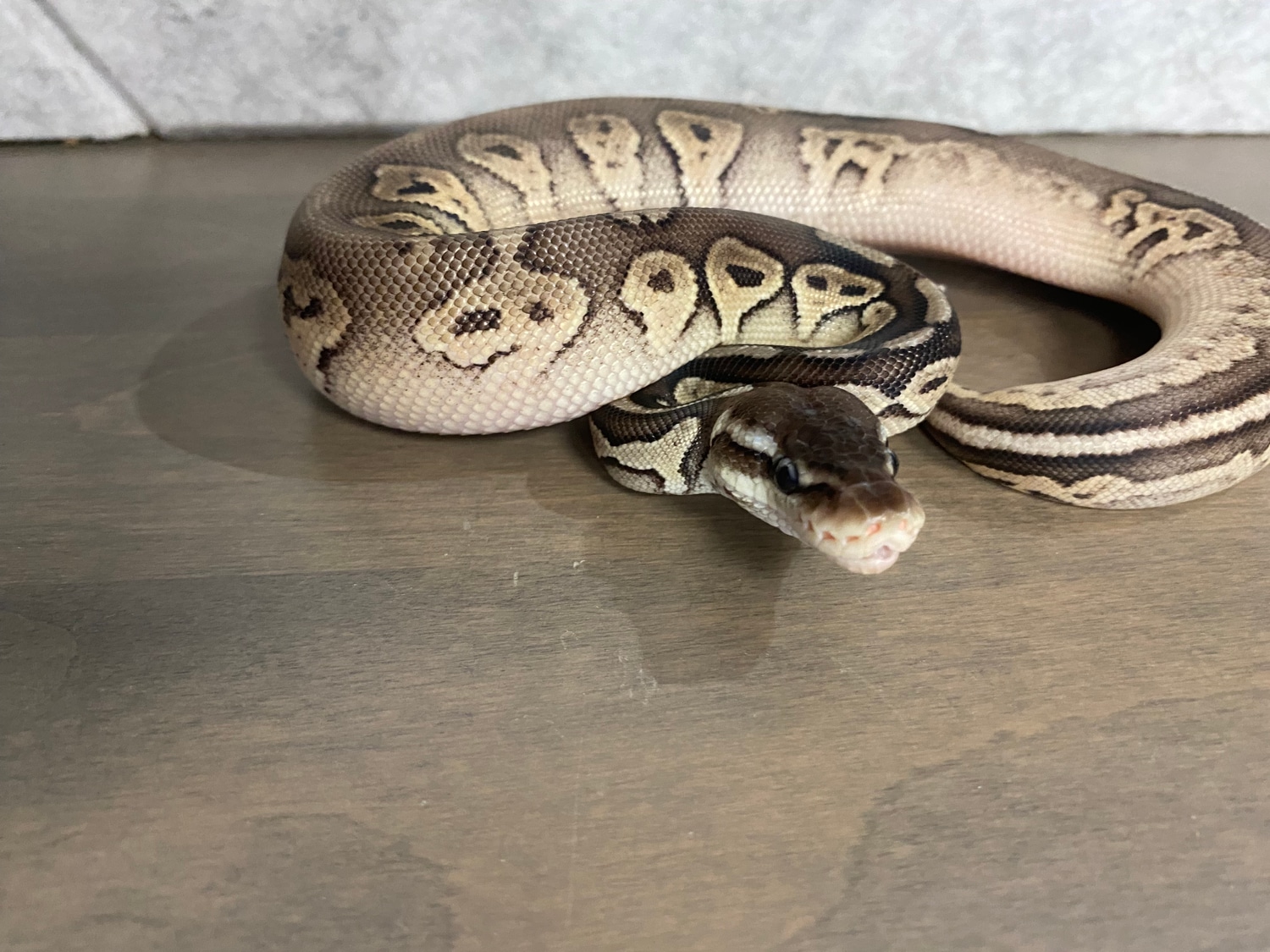 Cinnamon Pastel (Pewter) Ball Python by Python Addiction - MorphMarket