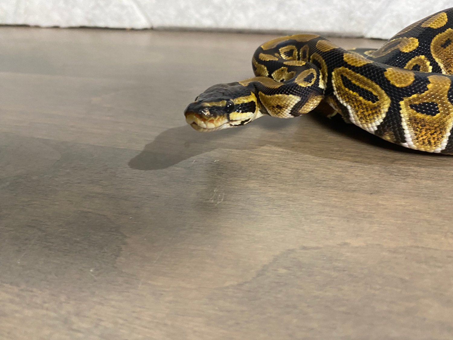 Normal Ball Python by Python Addiction - MorphMarket