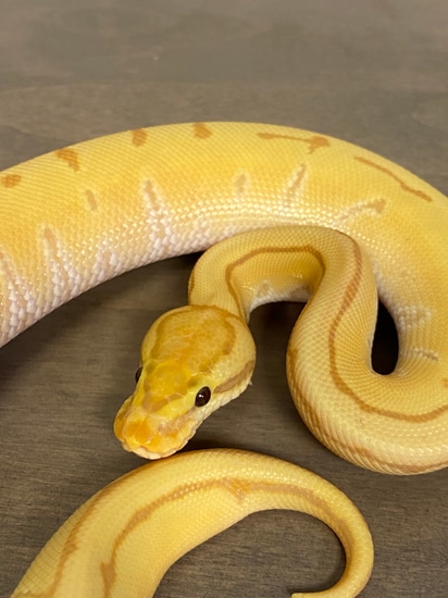 Banana Enchi Pinstripe Ball Python by Python Addiction