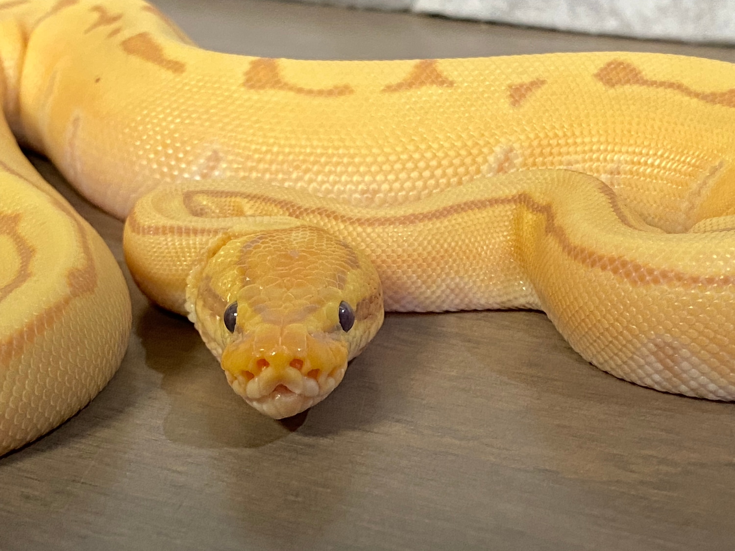 Banana Fire Pinstripe Orange Dream Ball Python by Python Addiction ...