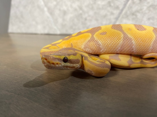 Banana Fire Enchi Orange Dream Ball Python by Python Addiction