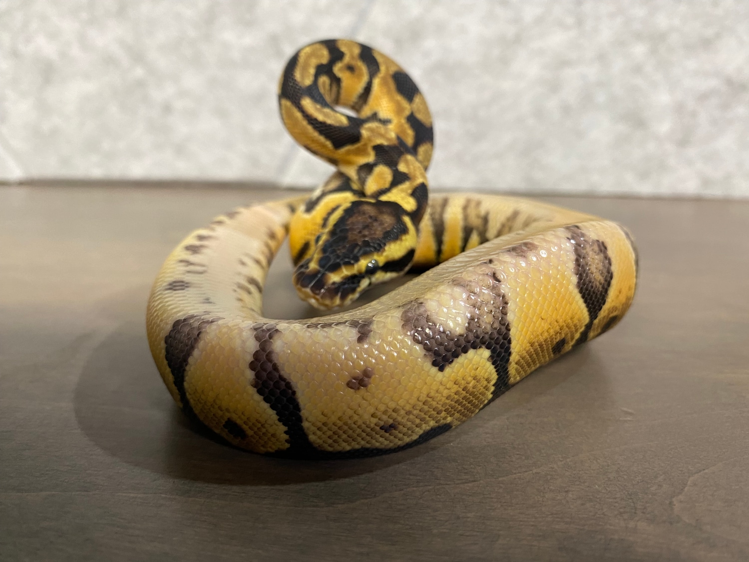 Fire Orange Dream Ball Python by Python Addiction - MorphMarket