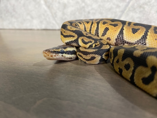 Fire Orange Dream Ball Python by Python Addiction