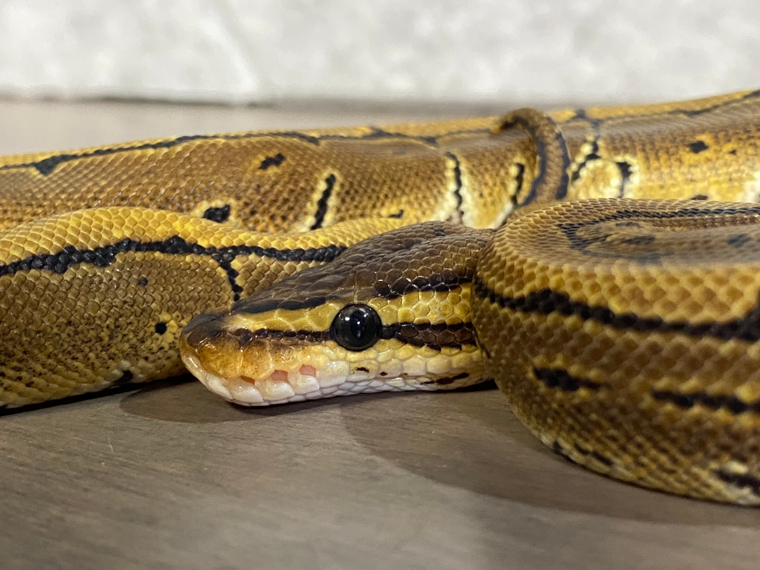 Pinstripe Ball Python by Python Addiction - MorphMarket