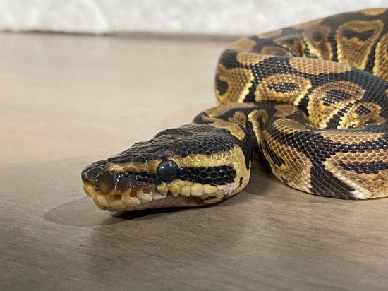 Normal Ball Python by Python Addiction