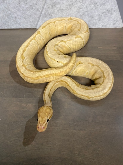 Athas Ball Python by Python Addiction