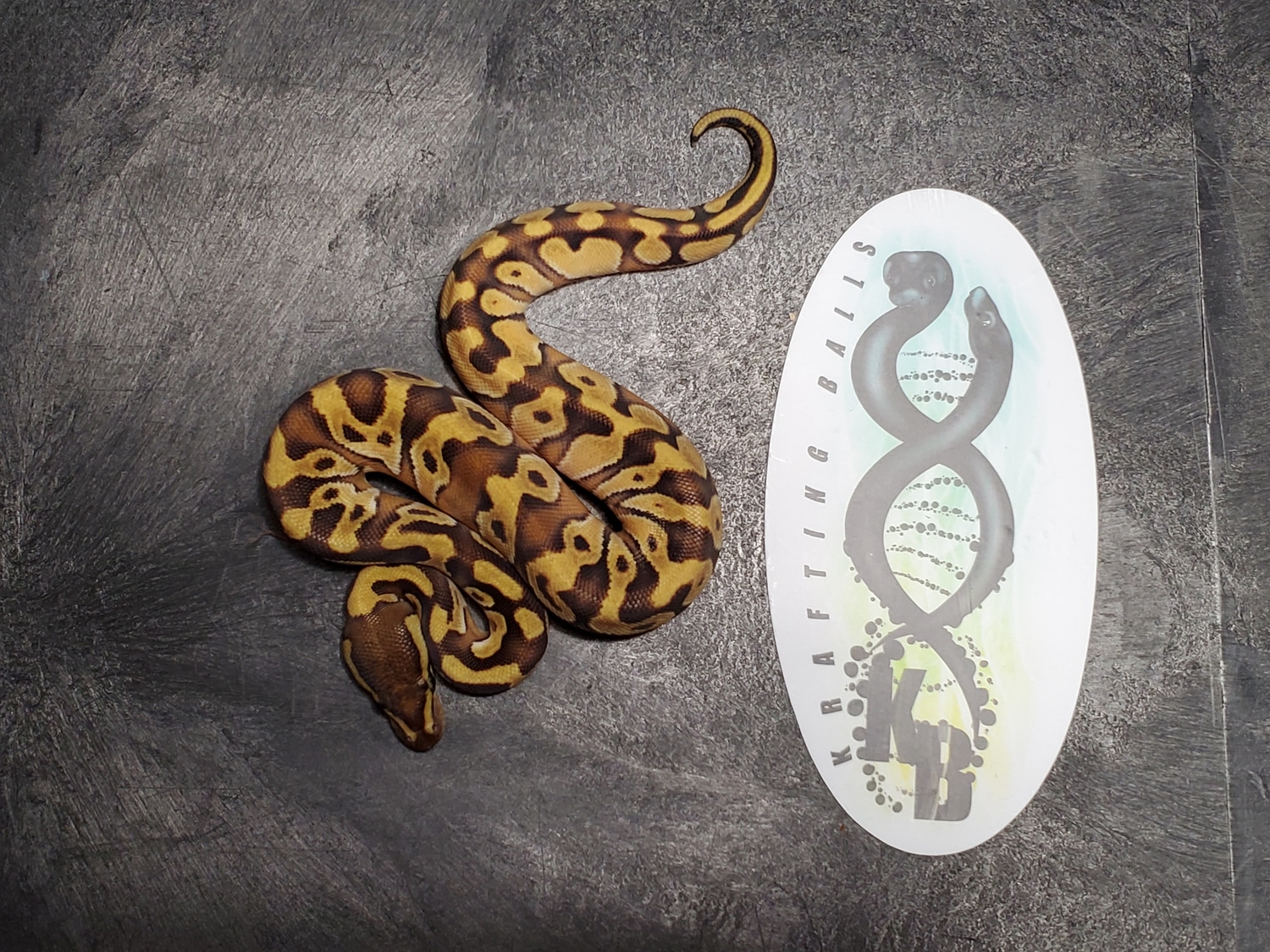 Mojave Enchi Ball Python by Krafting Balls - MorphMarket