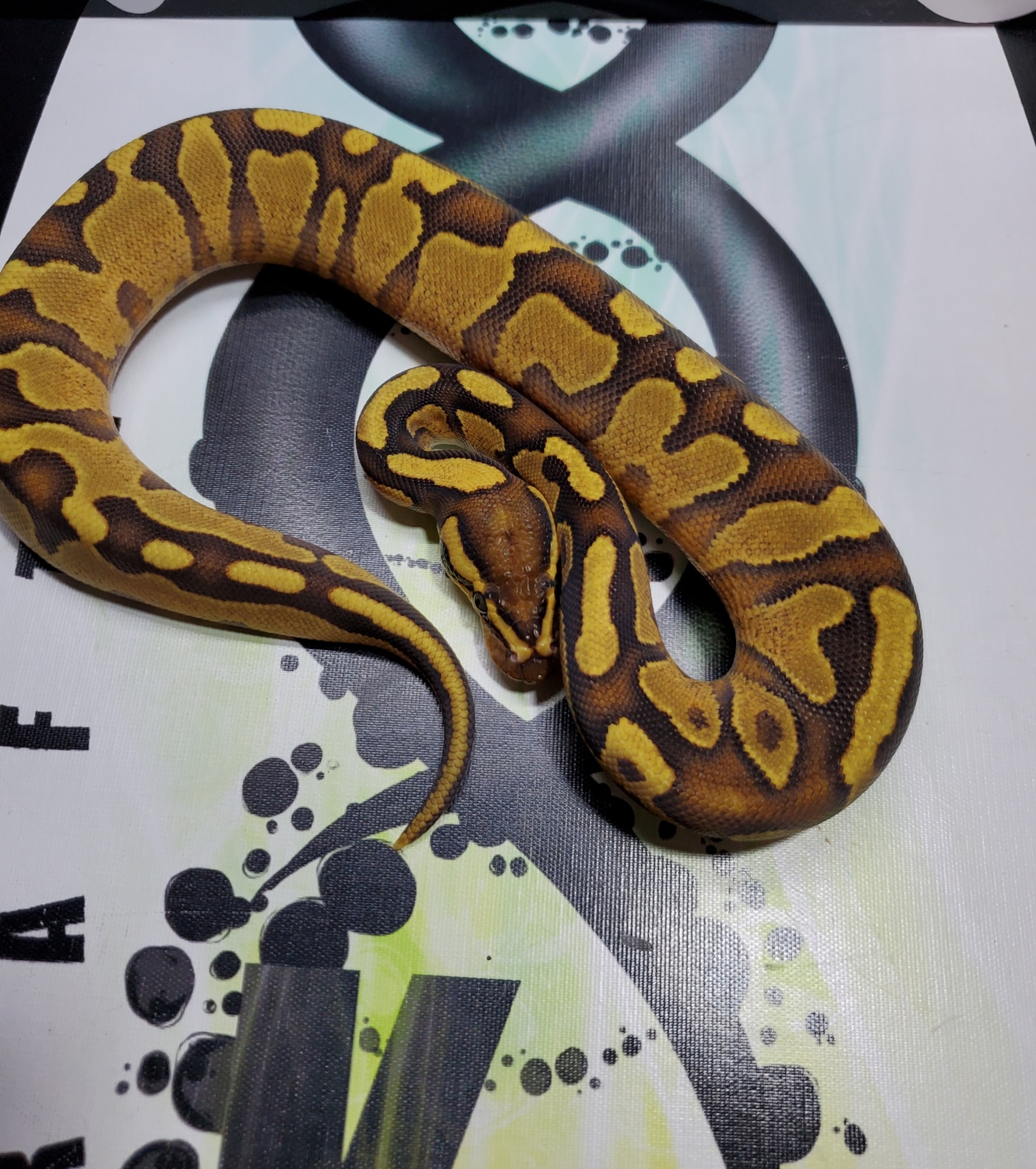 Disco Yellowbelly Orange Dream Ball Python by Krafting Balls - MorphMarket